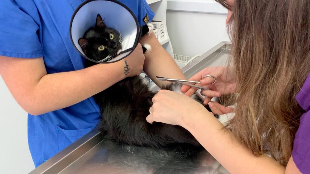 Spay & Neuter Clinic Clovis CA | Affordable Surgery | Alta Animal Hospital