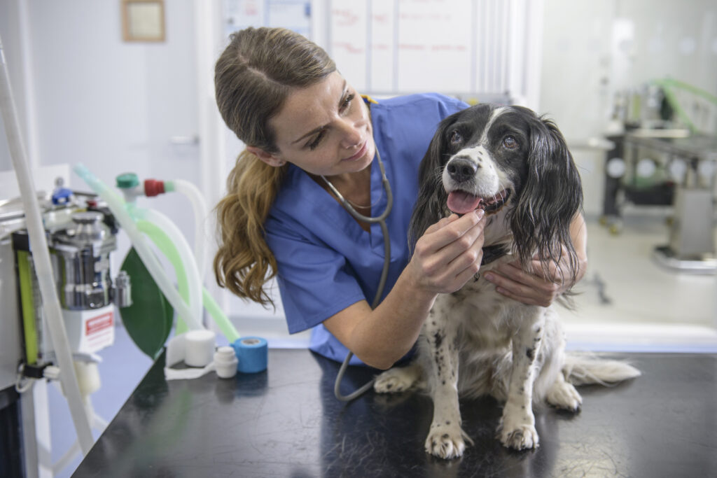 Alta Animal Hospital Clovis | Trusted Vet Near Me Since 1978